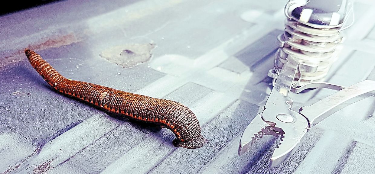 Bitten by a blood-sucking buffalo leech? Here's how you get it off ...