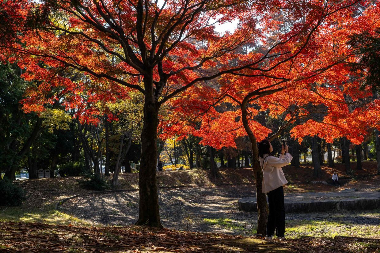 Japan witnesses warmest autumn on record | The Star