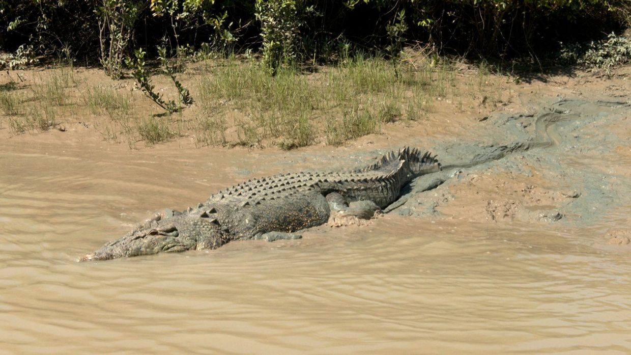 Crocodile kills man in Sandakan | The Star