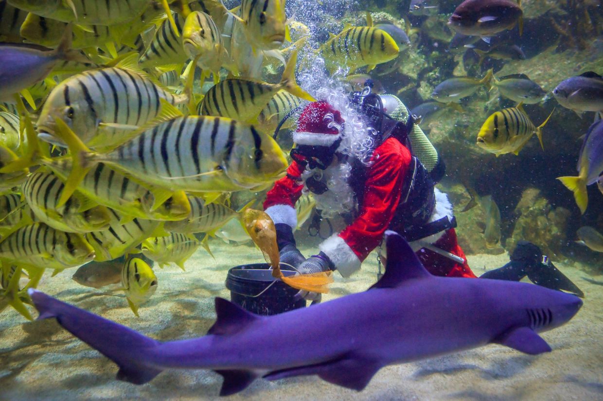 Underwater Santa brightens up Christmas celebration at Aquaria KLCC ...