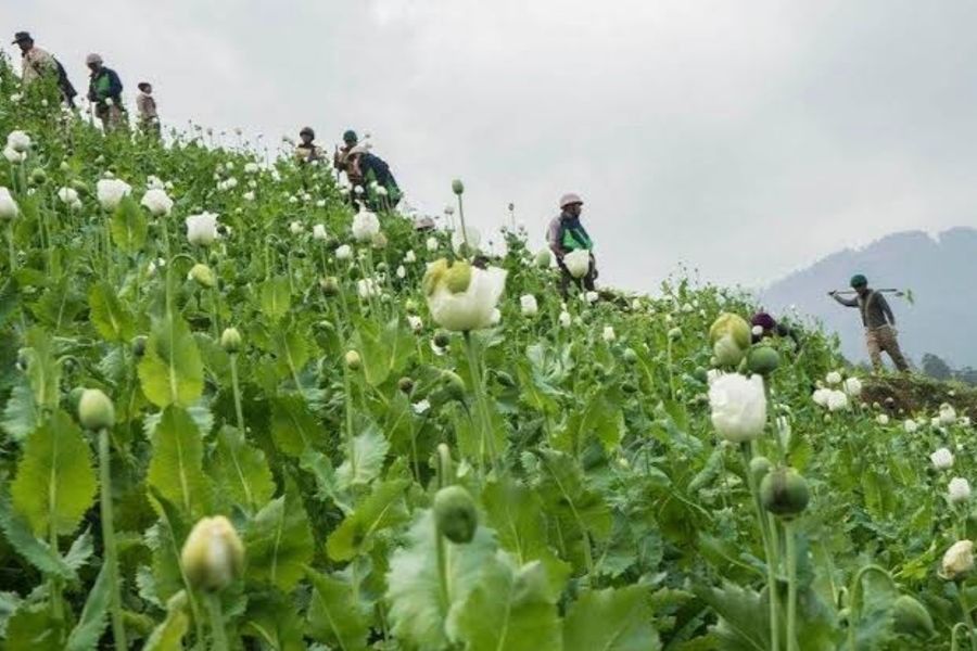 Myanmar police destroy 960 acres of opium in eastern Myanmar | The Star