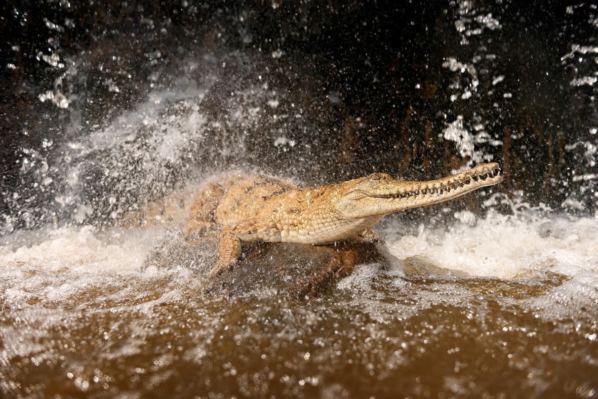 Myanmar's largest crocodile farm reopens after Covid-19 closure | The Star