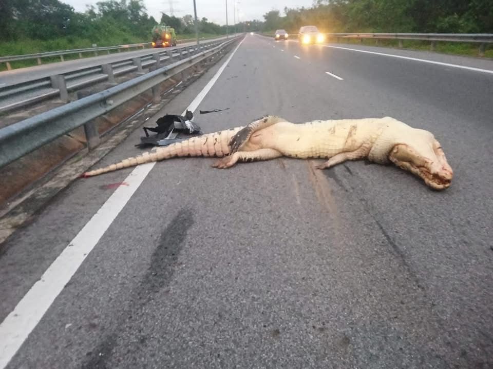 Crocodile struck on Brunei highway goes viral | The Star