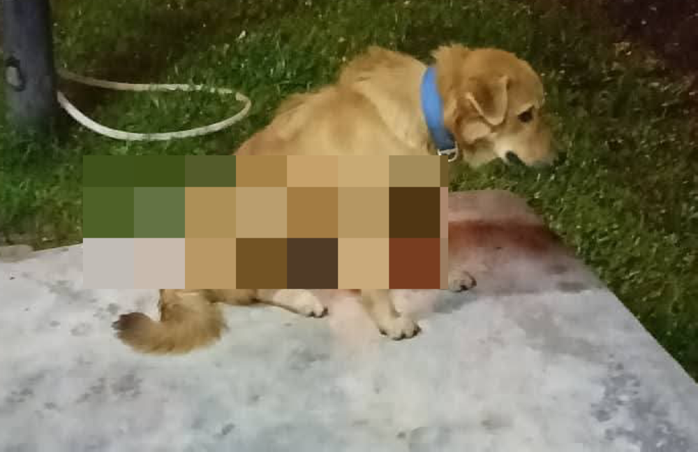 Man suspected of killing dog with arrow charged in court, Perak cops ...