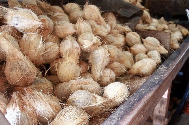 Sufficient coconut supply for next year's festive seasons, says Mat ...