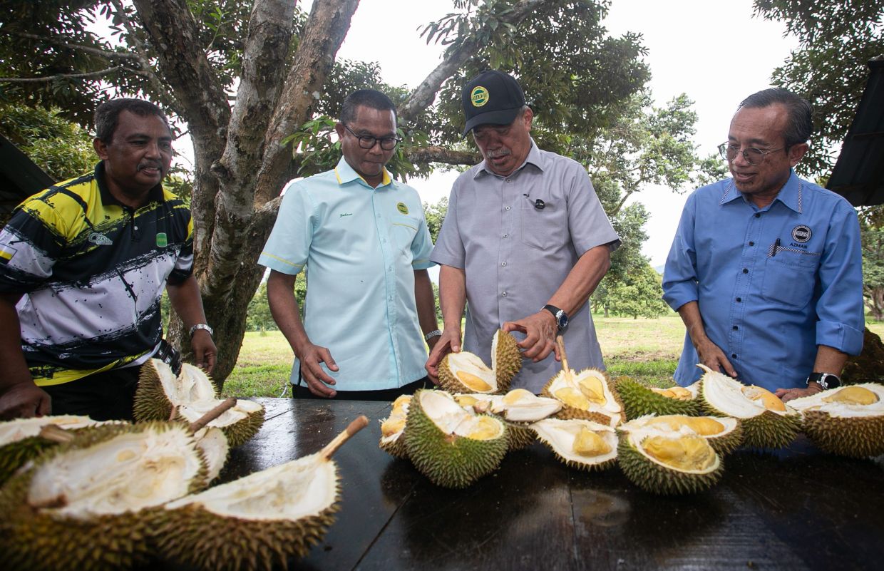 MDUR 88 hybrid durian rebranded as Mardi Super MS88 | The Star