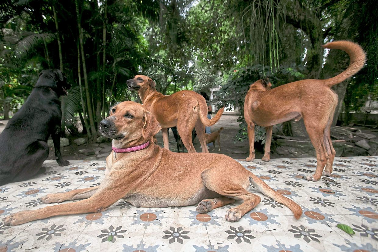 These stray dogs in Brazil were long overlooked, but now they are ...