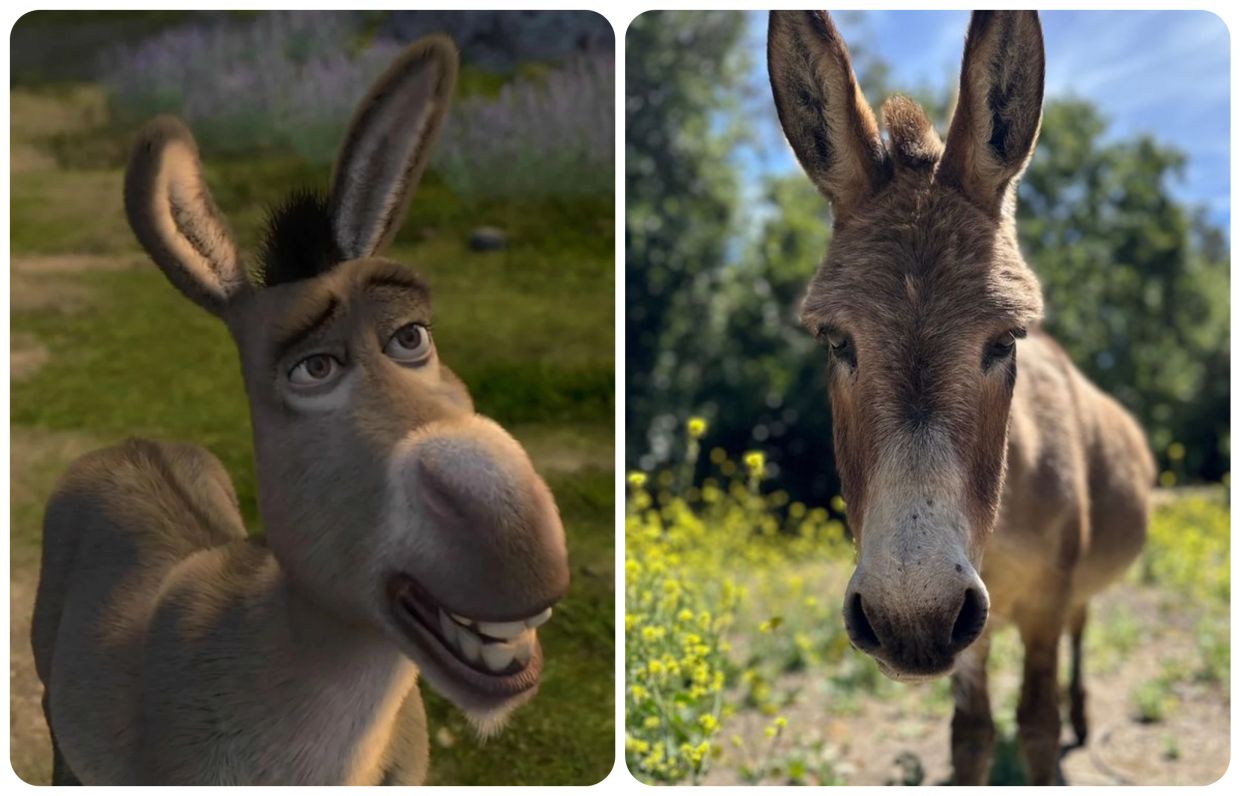 Perry, real-life inspiration for Donkey character in 'Shrek', dies at ...