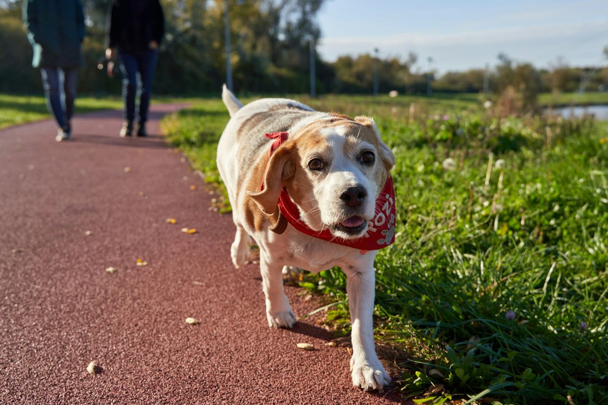 ChatGPT will soon be able to remind you to walk the dog | The Star