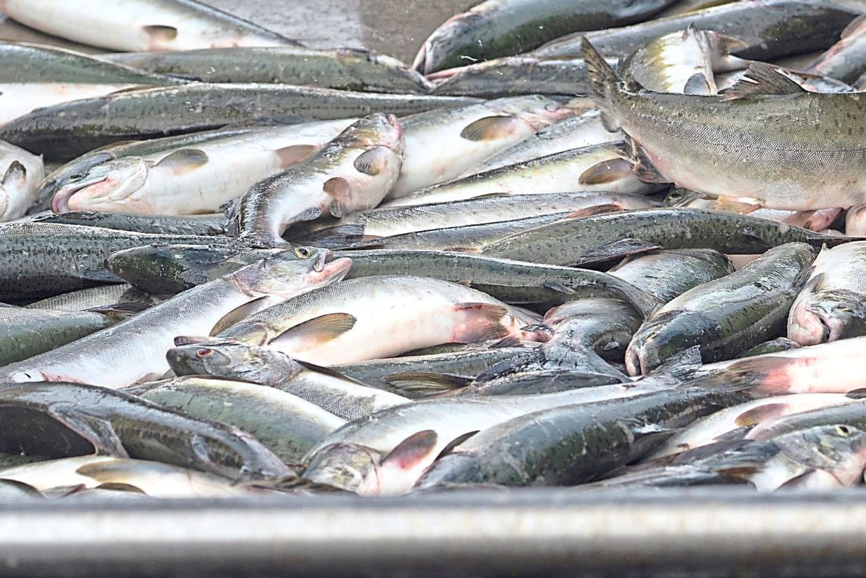 QuickCheck: Did the dead fish in Kota Kinabalu's drains come from ...