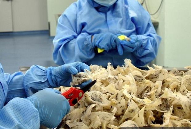 Malaysia to resume RM90mil bird's nest exports to China following ban ...