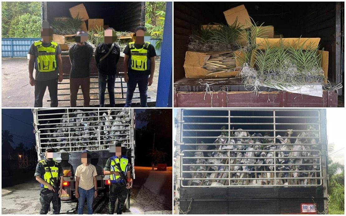 GOF foils plant smuggling attempts worth RM935,300 from Thailand to ...
