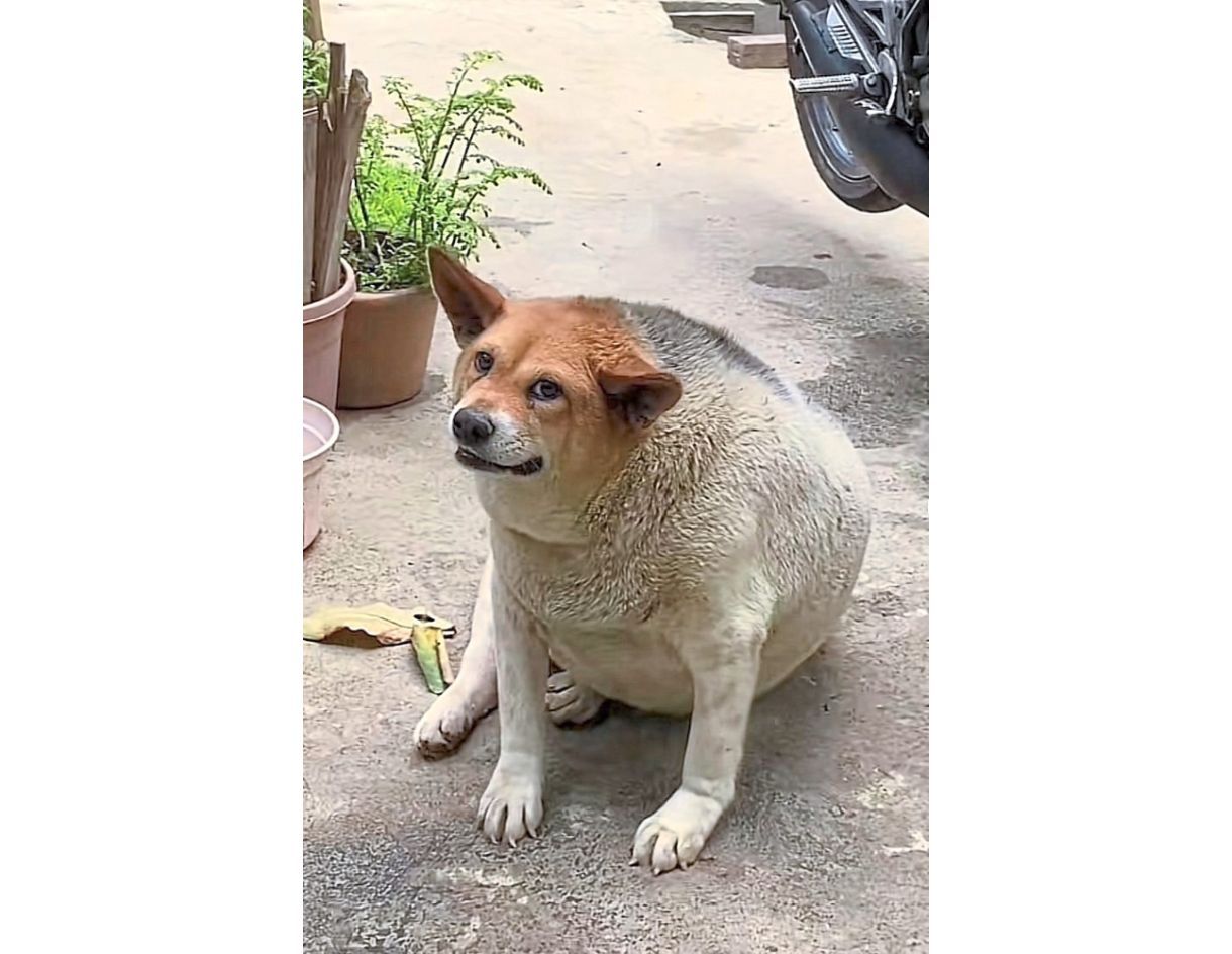 Beloved ‘dog influencer’ Ngor Ngor dies of suspected poisoning | The Star