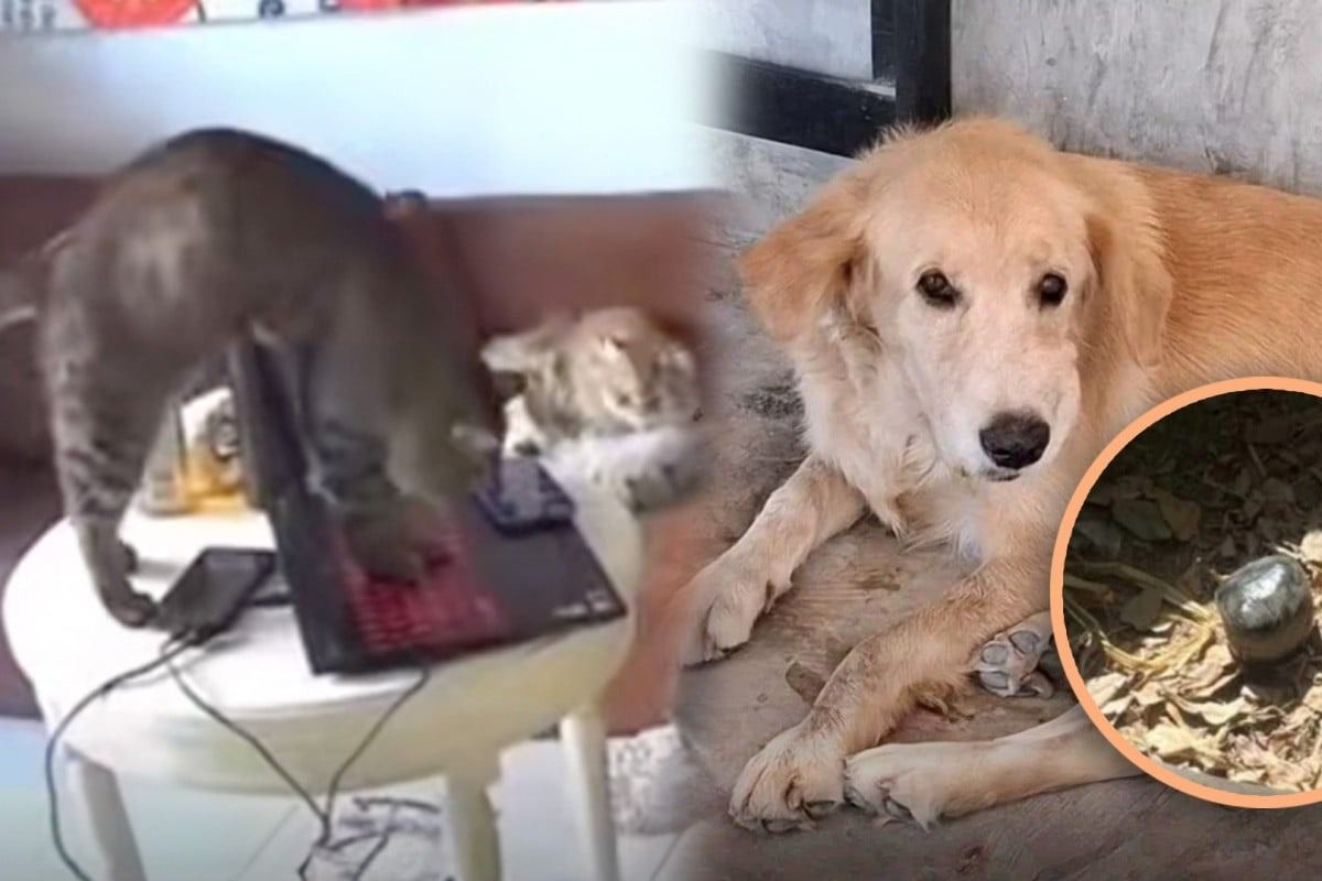 Playful China cat sends resignation letter, loses owner job, Thai dog ...