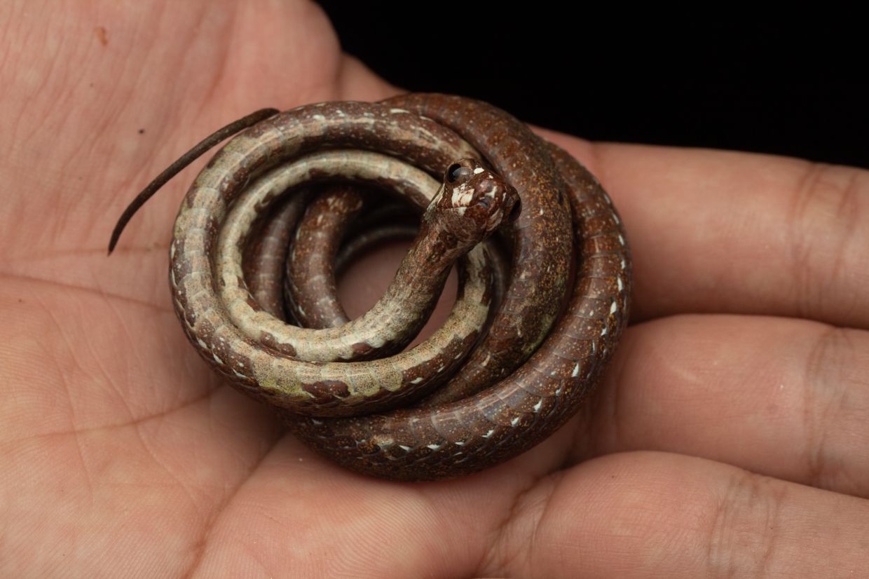 Malaysia's serpents: Caught in the coils of change | The Star