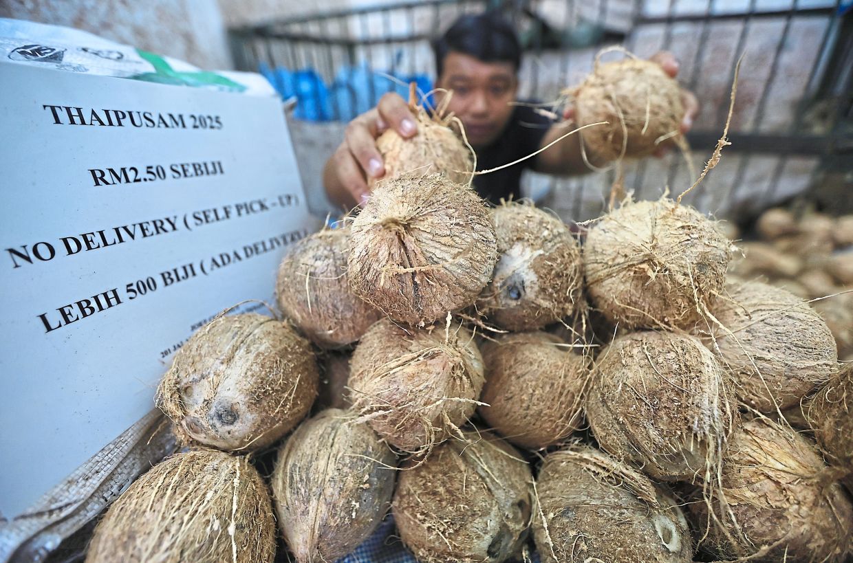 Coconuts will be in short supply this Thaipusam | The Star