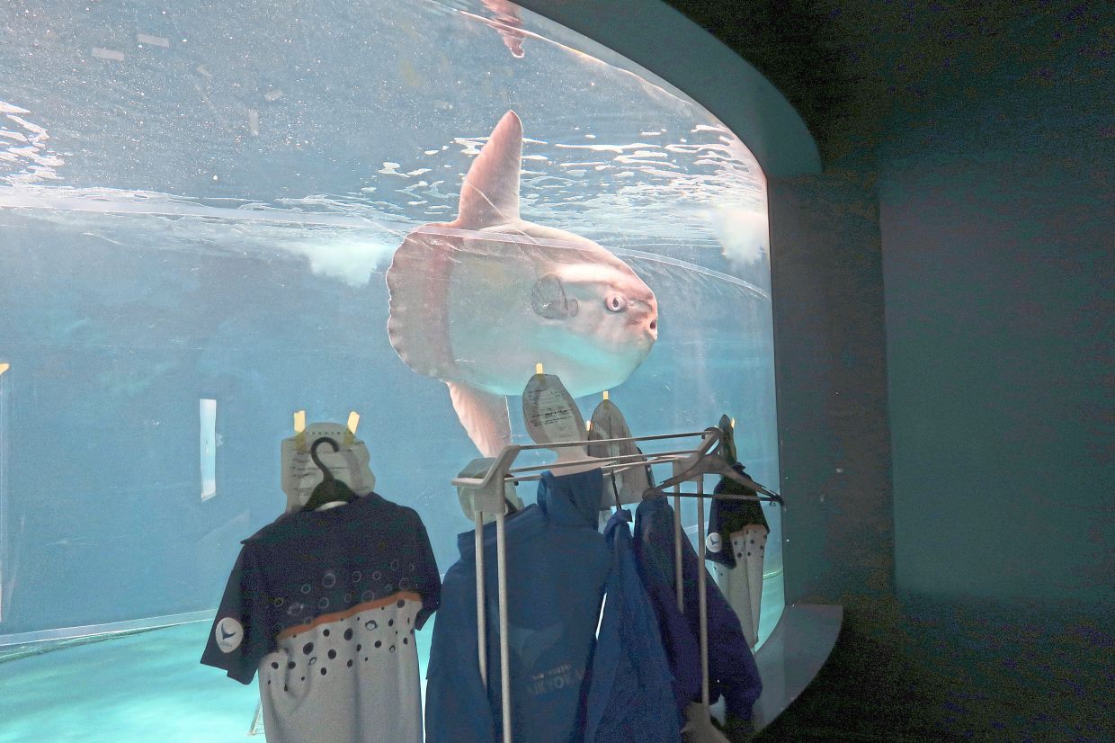 Sick sunfish recovers after ‘a touch of humans’ | The Star