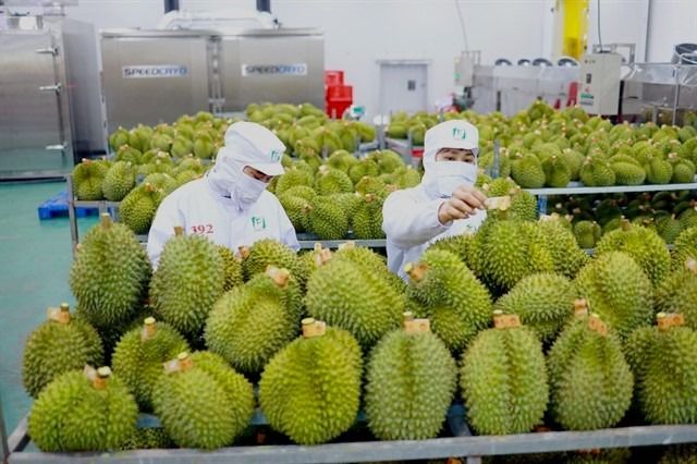 Vietnam durians face stricter regulation in China market as traces of ...