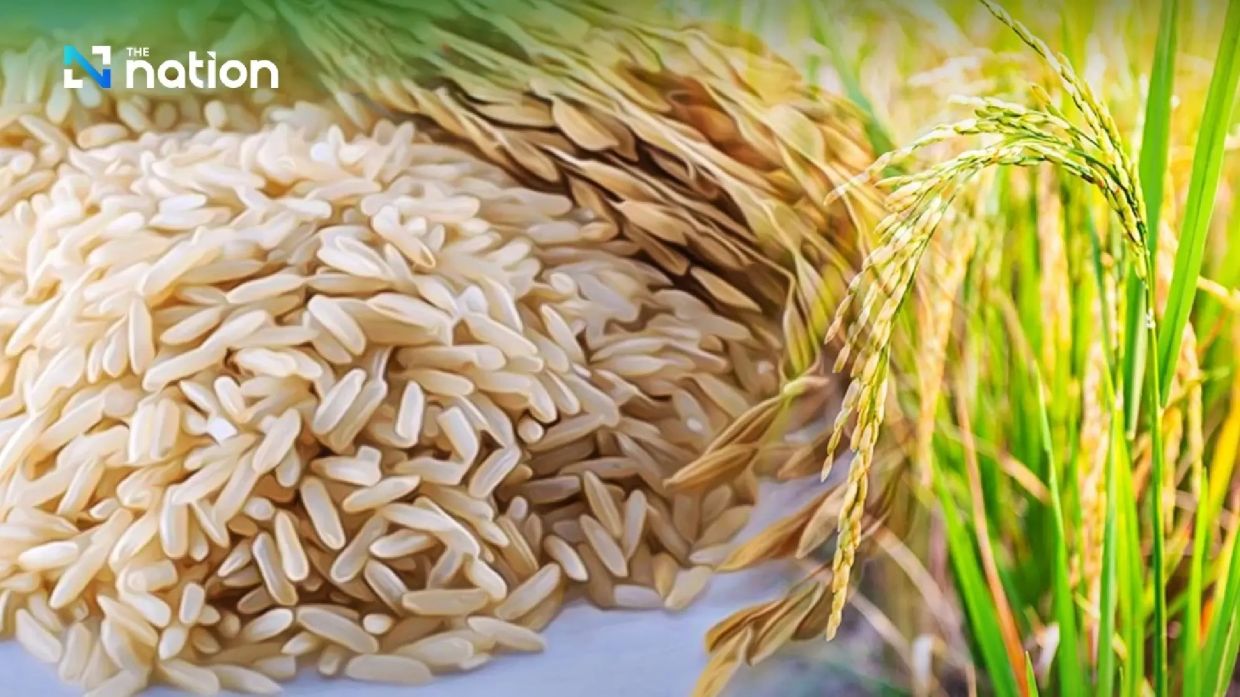 Thailand's rice exports hit six-year high in 2024; 13 per cent increase ...