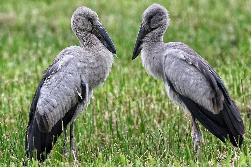 Birdwatchers abuzz as hundreds of Asian Openbill storks spotted in ...