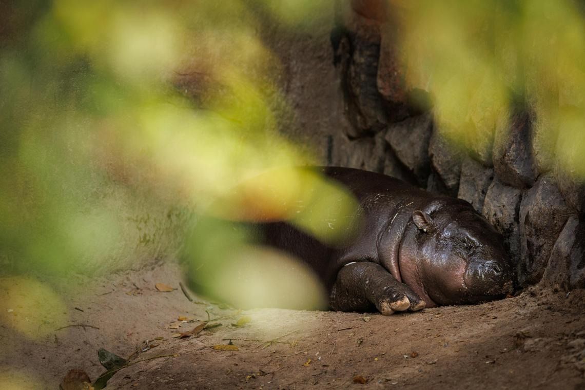 Moo Deng, the toddler hippopotamus, is still the big star in Thailand ...