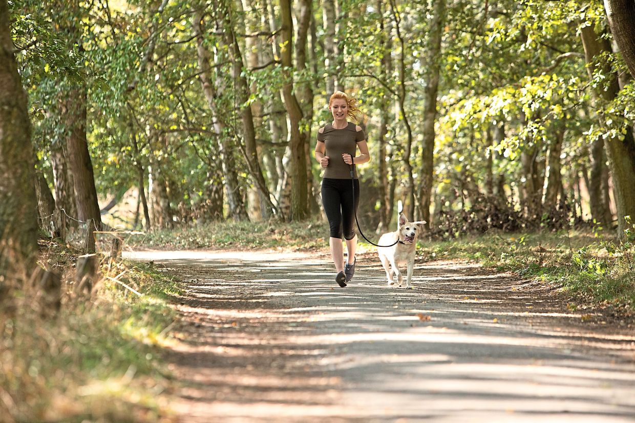 Redirecting your dog's hunting instinct | The Star