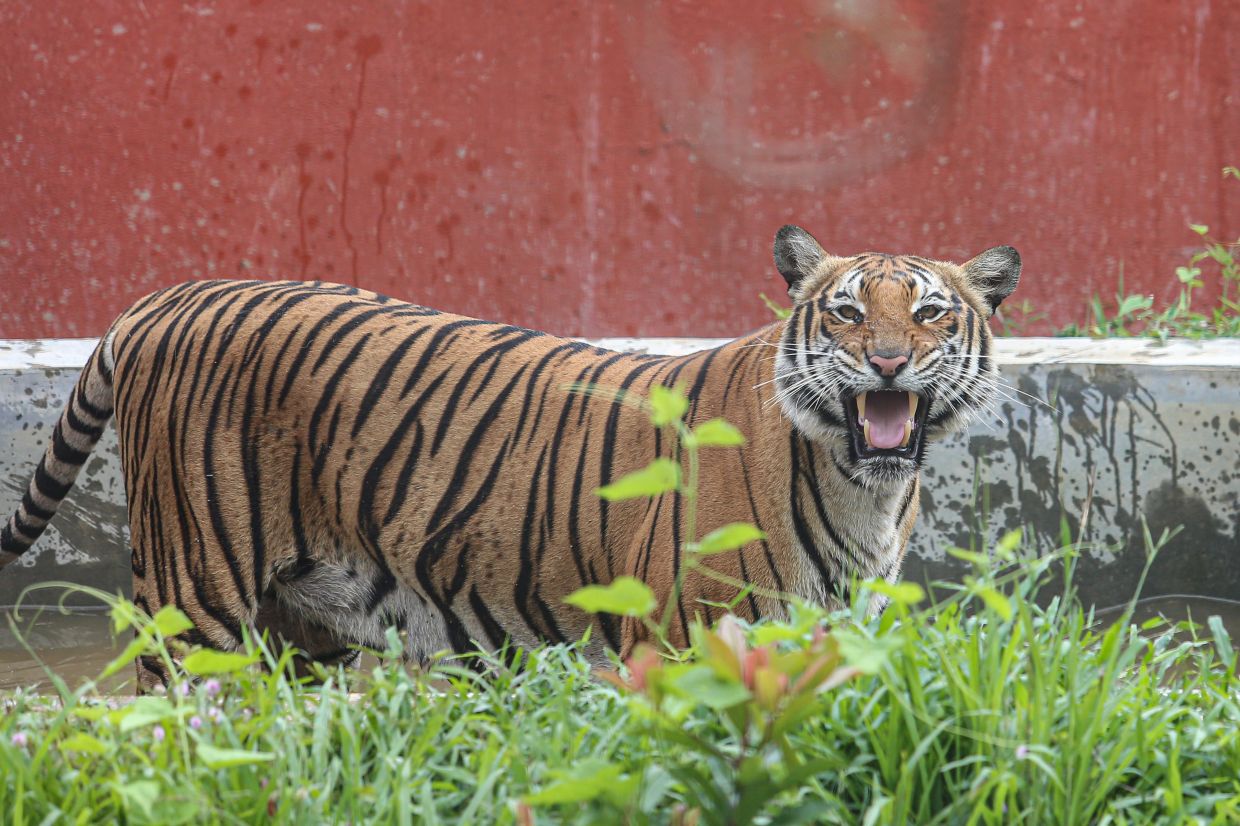 Perhilitan to maintain Tg Rambutan tiger trap as precautionary measure ...