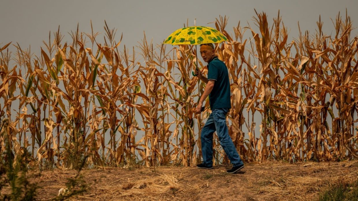 China could lose 35% of its cropland by 2100, scientists warn | The Star