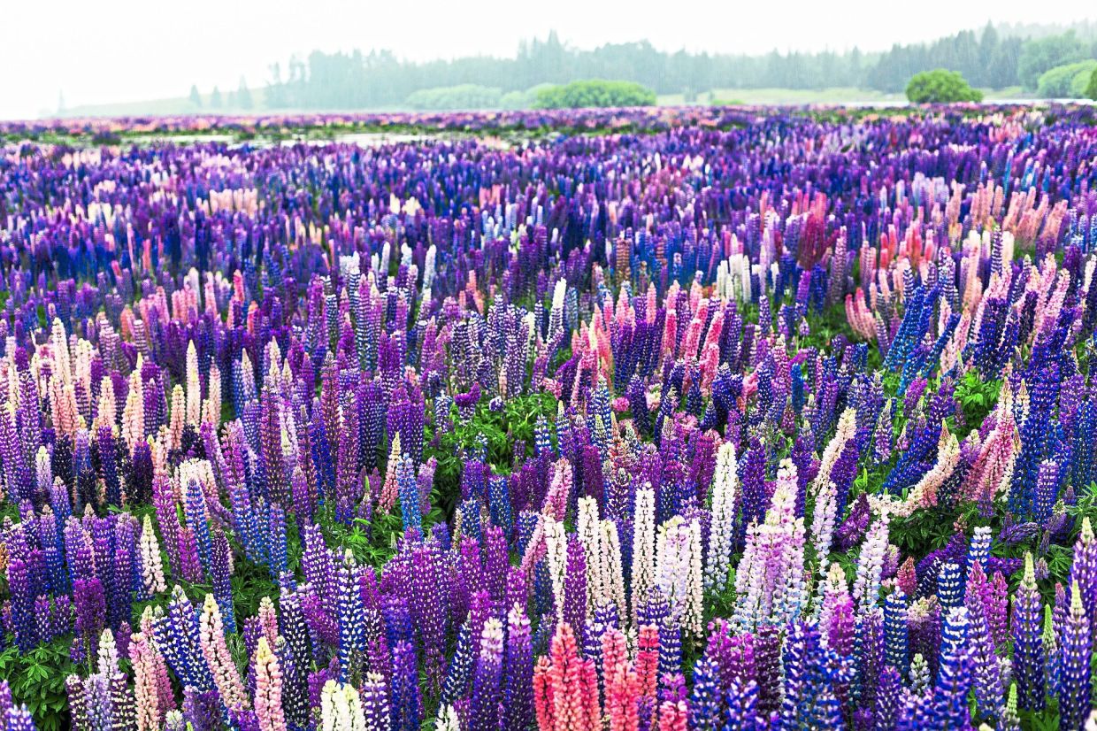 6 stunning flower fields around the world you can visit | The Star
