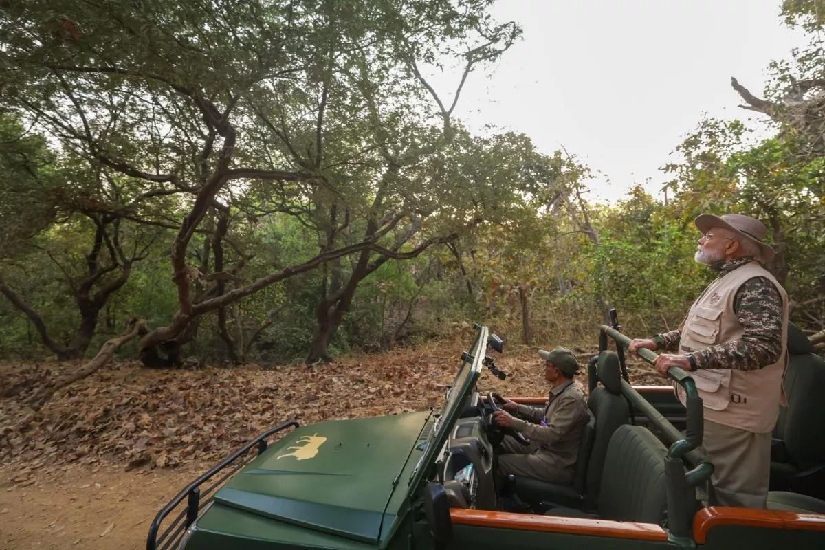 India PM Modi goes on lion safari in Gujarat on World Wildlife Day ...