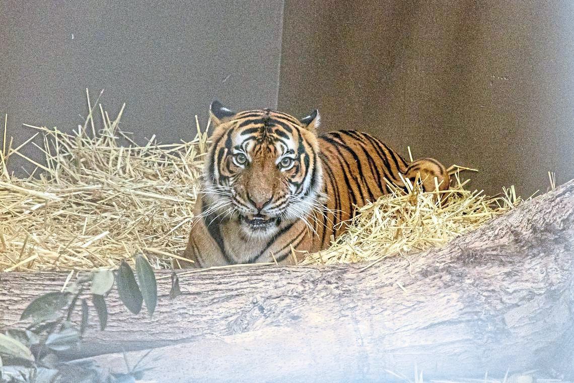 Endangered tigers swap homes | The Star