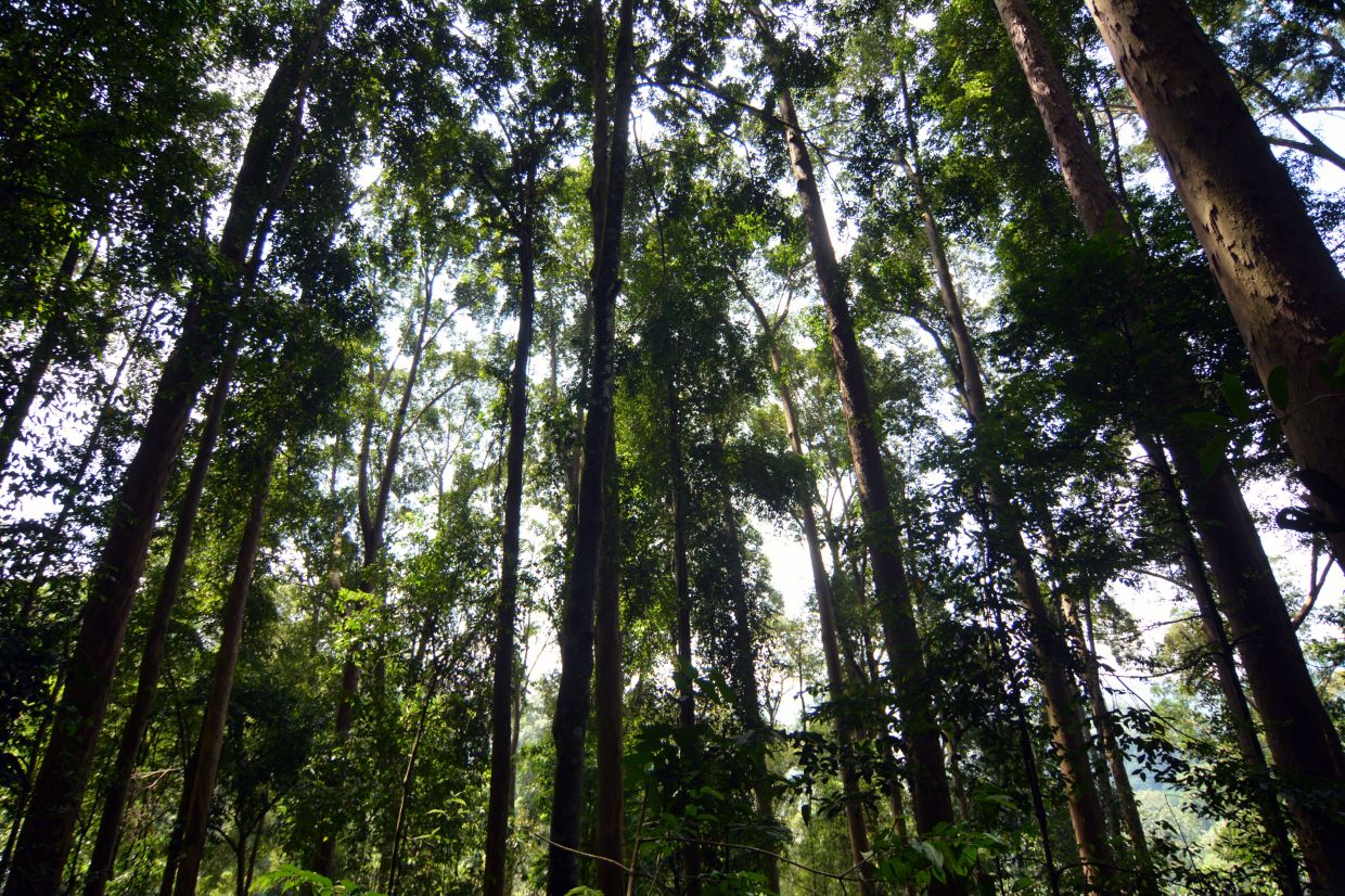 Sabah’s green makeover still far from million trees goal | The Star