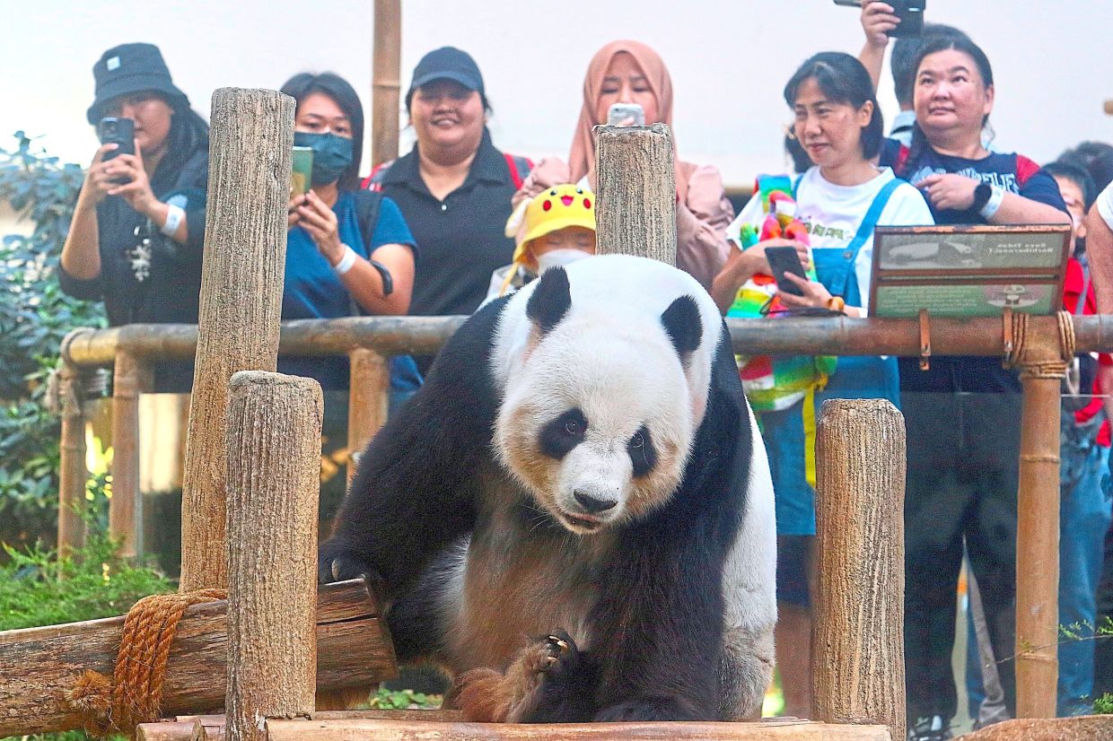 Preparing for new panda chapter | The Star