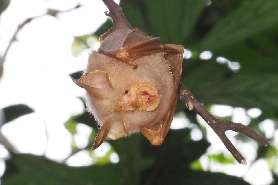 Rare bat species spotted at Singapore's Lower Peirce Reservoir thrills ...