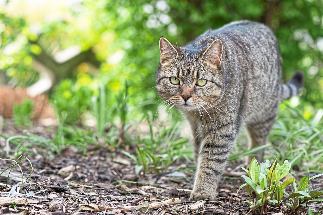 Should you let your cat outside? | The Star