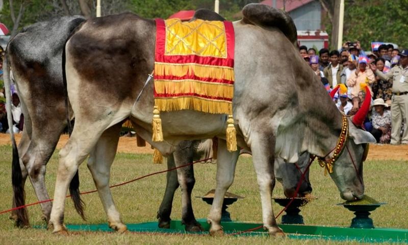 Ancient ploughing ceremony adds festivity to South-East Asian rice ...