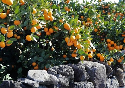 Top destination for Jeju tangerines? Russia, again | The Star