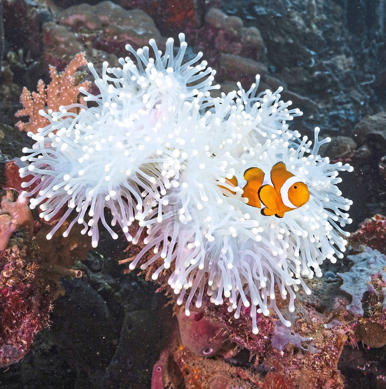 Clownfish shrink in size to survive heat waves | The Star