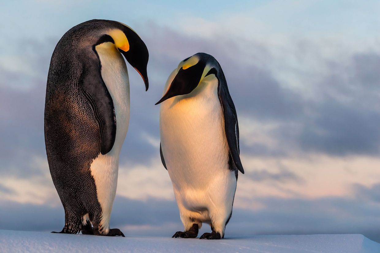 Penguin poop's surprising climate power | The Star