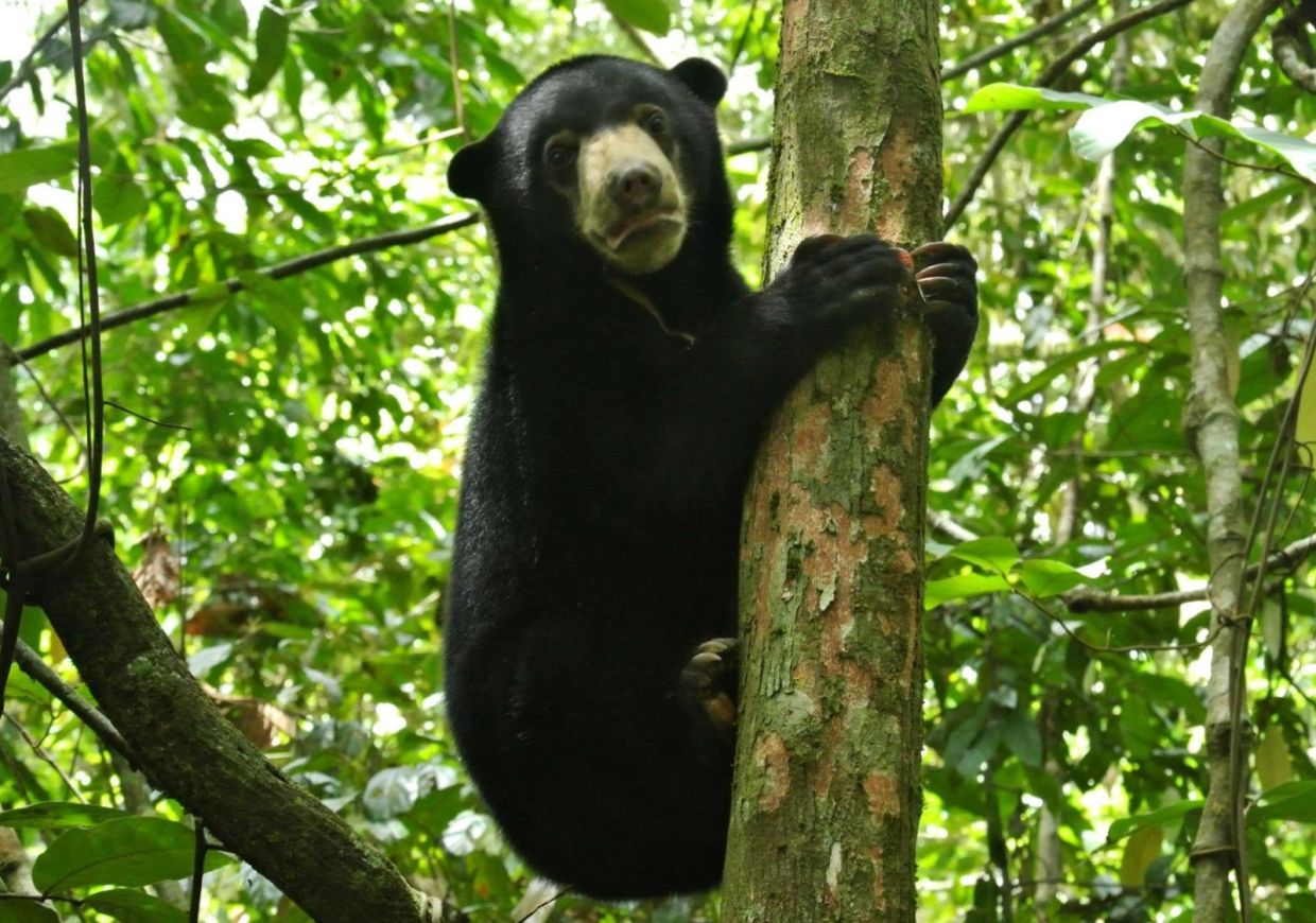 Tourism helping sun bear survival | The Star