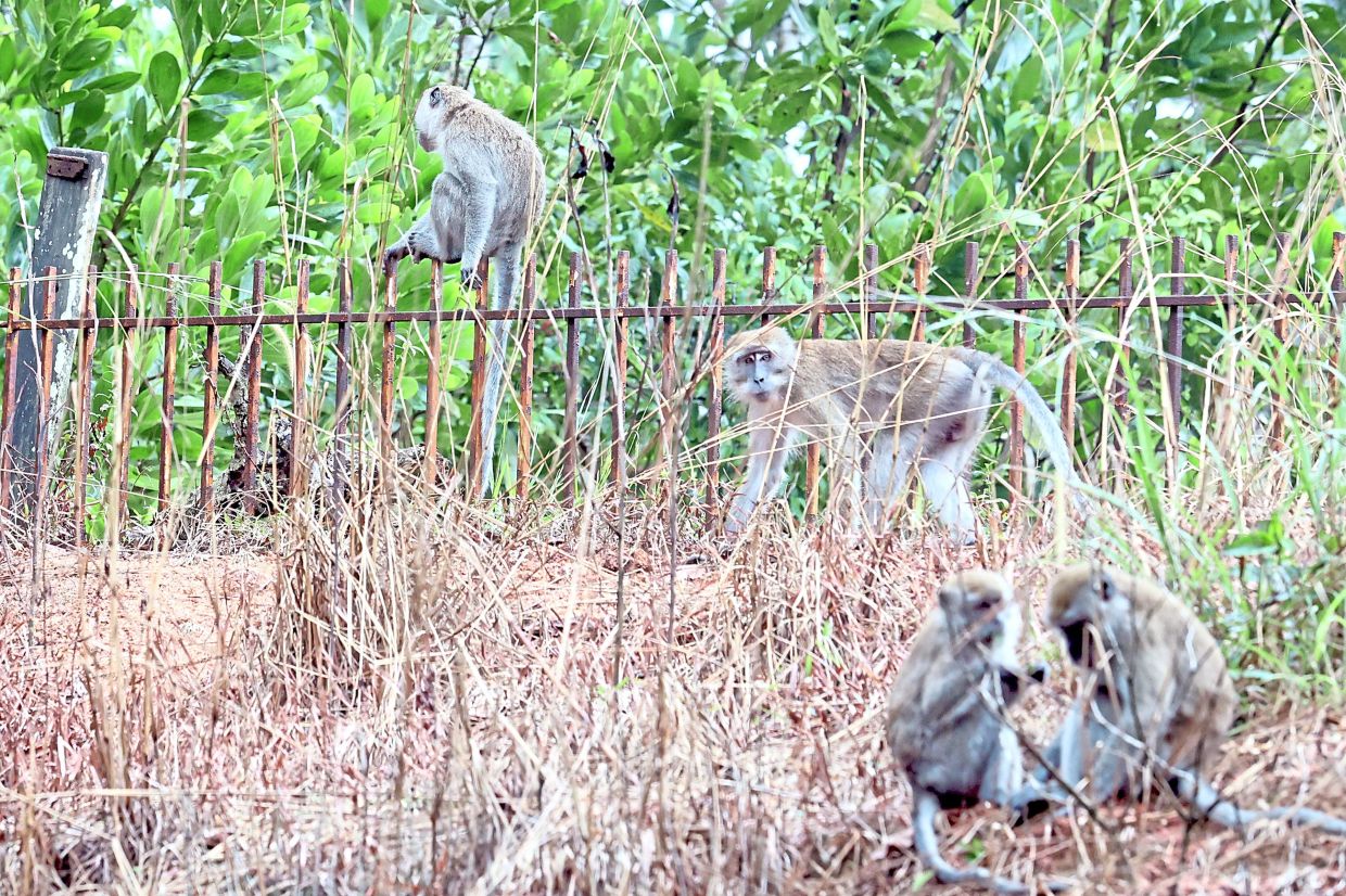 Over 100 wild monkeys captured since last year | The Star