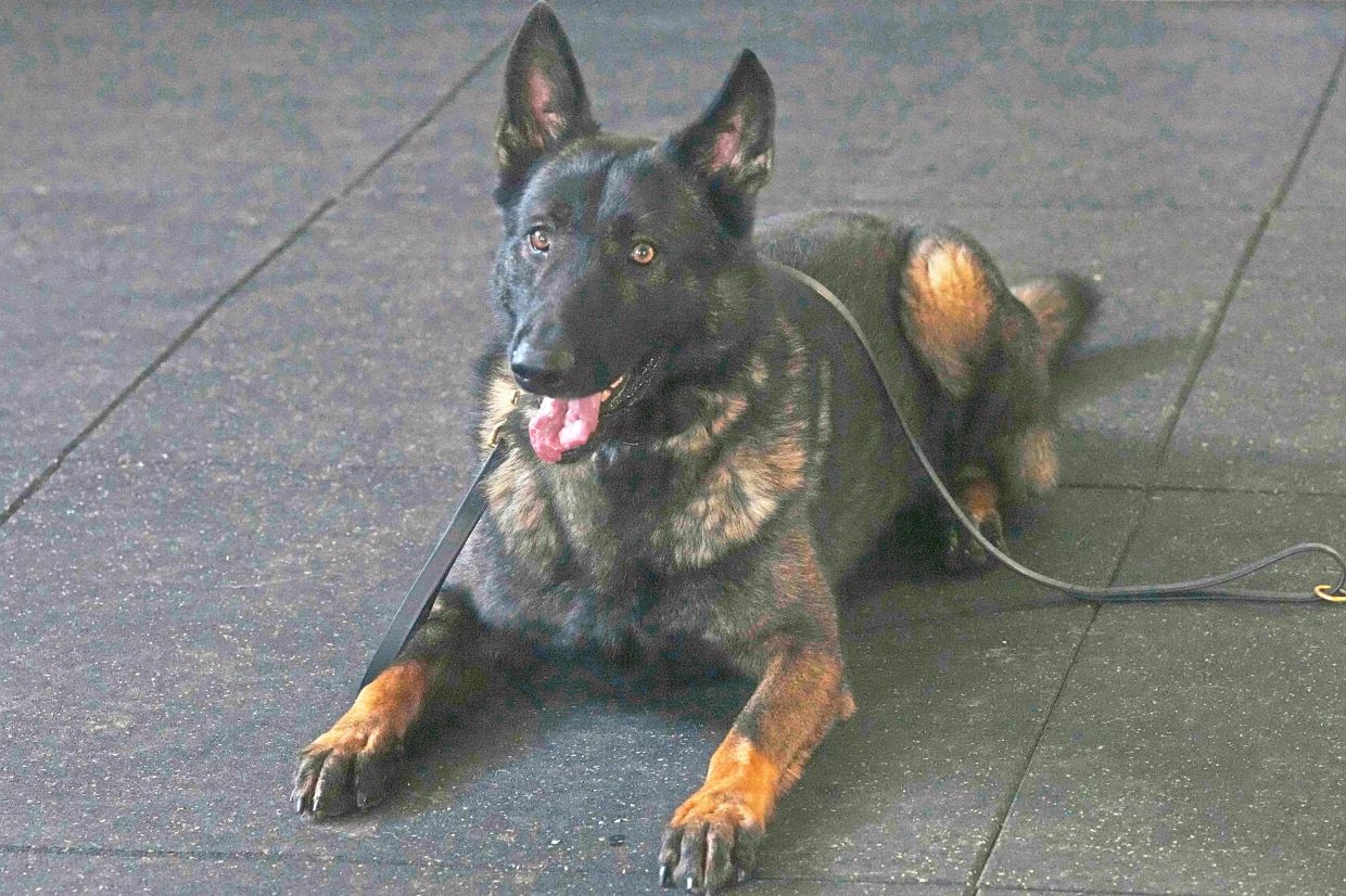 Protection dogs trained to handle burglars as sports stars boost home security | The Star