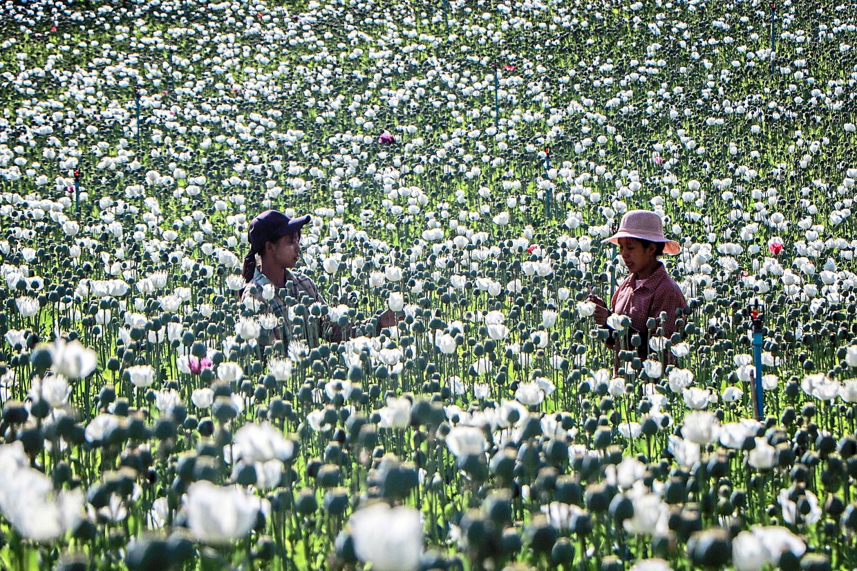 Myanmar battles to replace poppy cultivation with cash crops | The Star