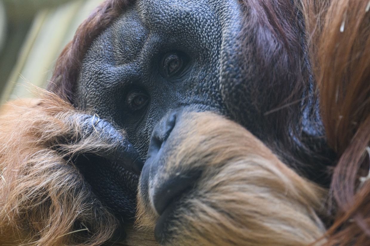 Orangutans also need an afternoon nap sometimes, researchers find | The ...
