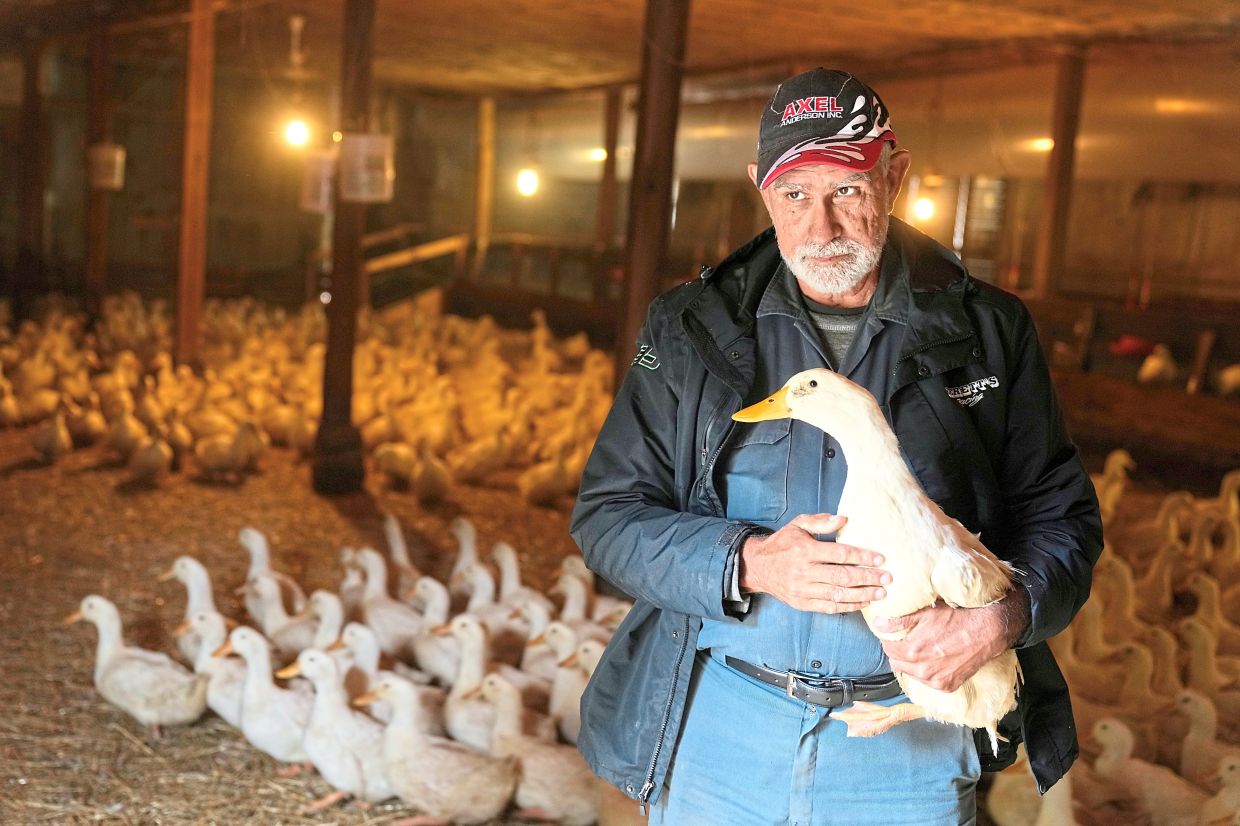Ducks return to a century-old US farm that lost its entire flock to ...