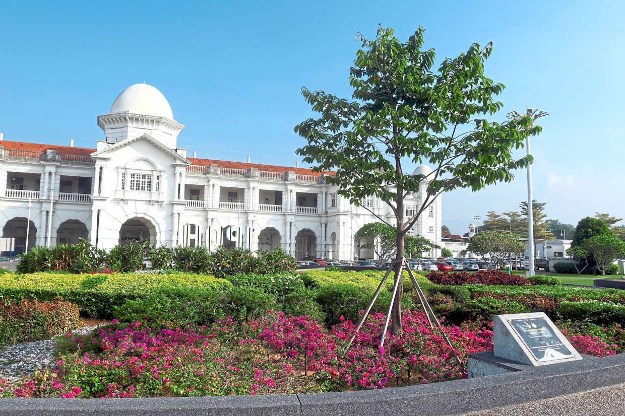 Ipoh tree rooted in history but fading from memory | The Star