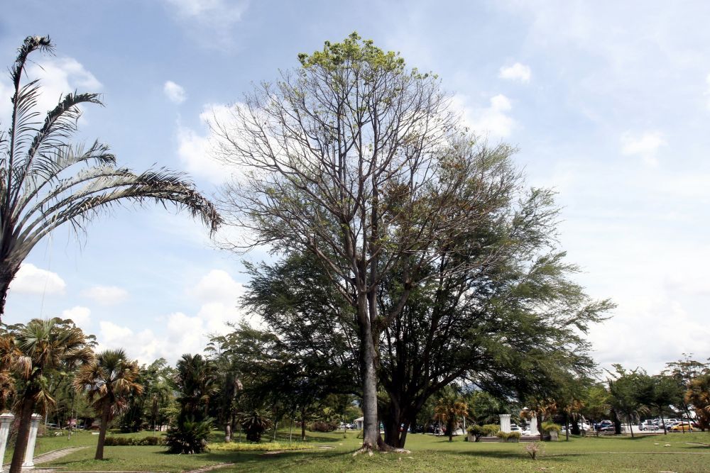 Ipoh Tree to be preserved but in limited numbers, says mayor | The Star