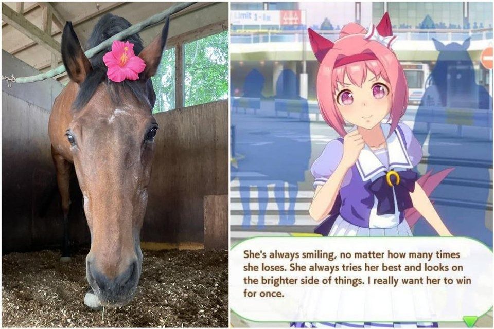 Japanese racehorse famed for losing all her races sees surge in ...
