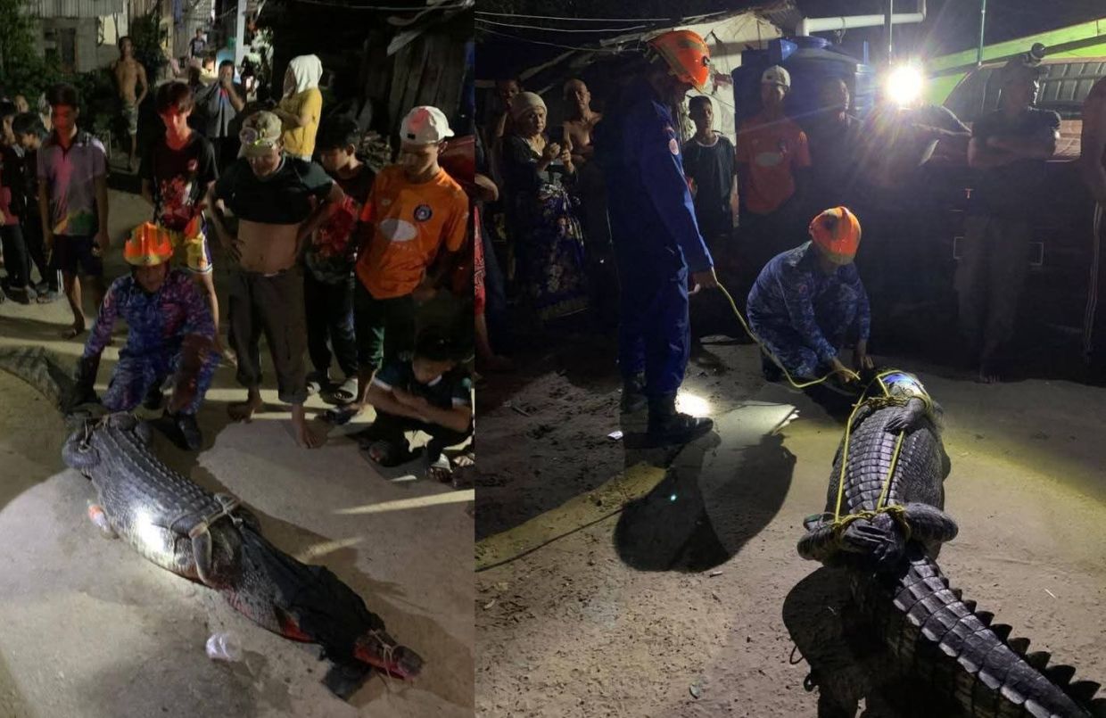 Woman hauls in fishing net, finds 3-metre croc instead | The Star