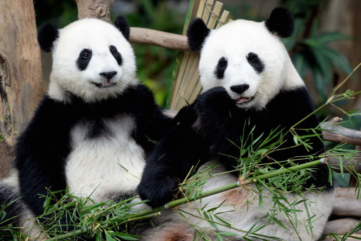 Malaysia to welcome two new giant pandas | The Star
